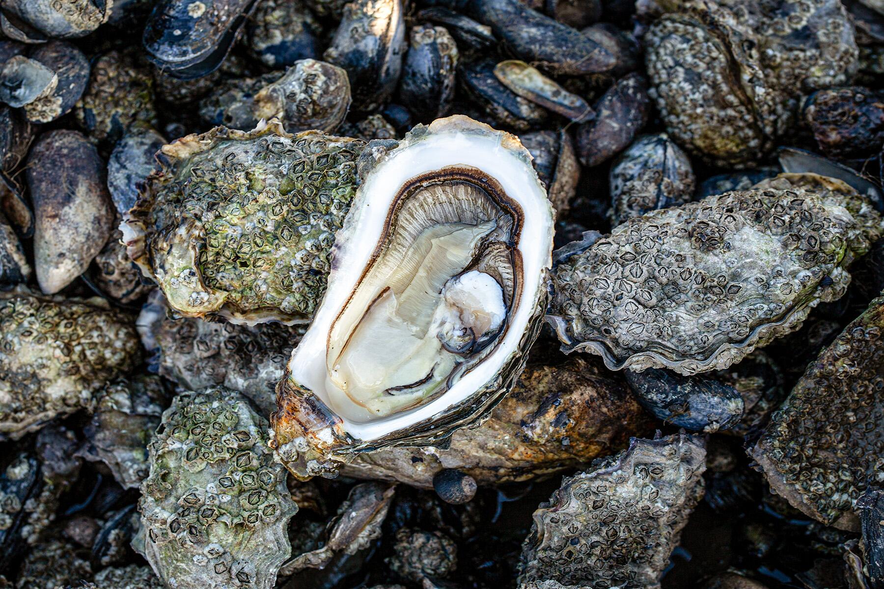 Wadden Sea National Park Wants You to Eat Oysters for Free
