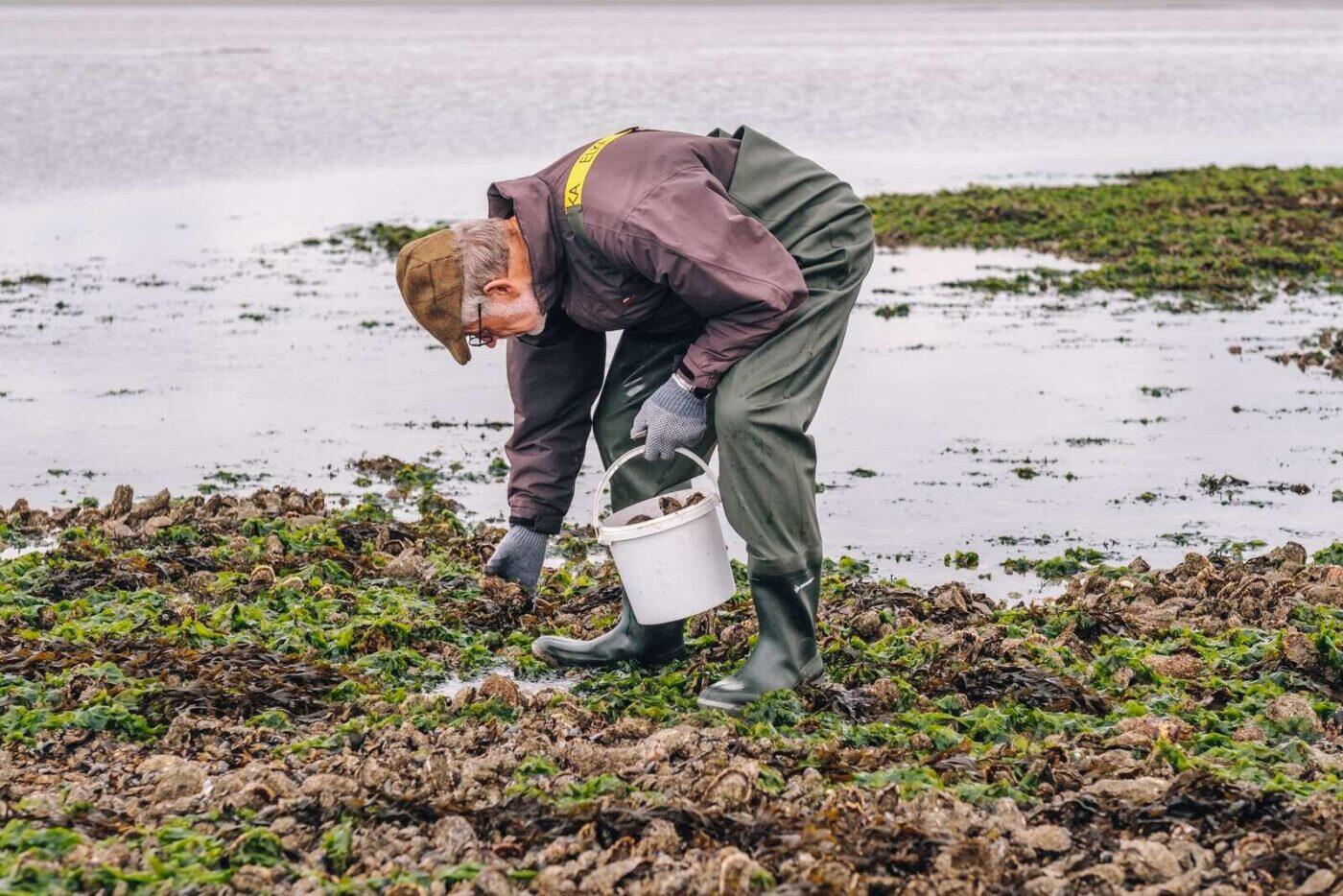 Wadden Sea National Park Wants You to Eat Oysters for Free