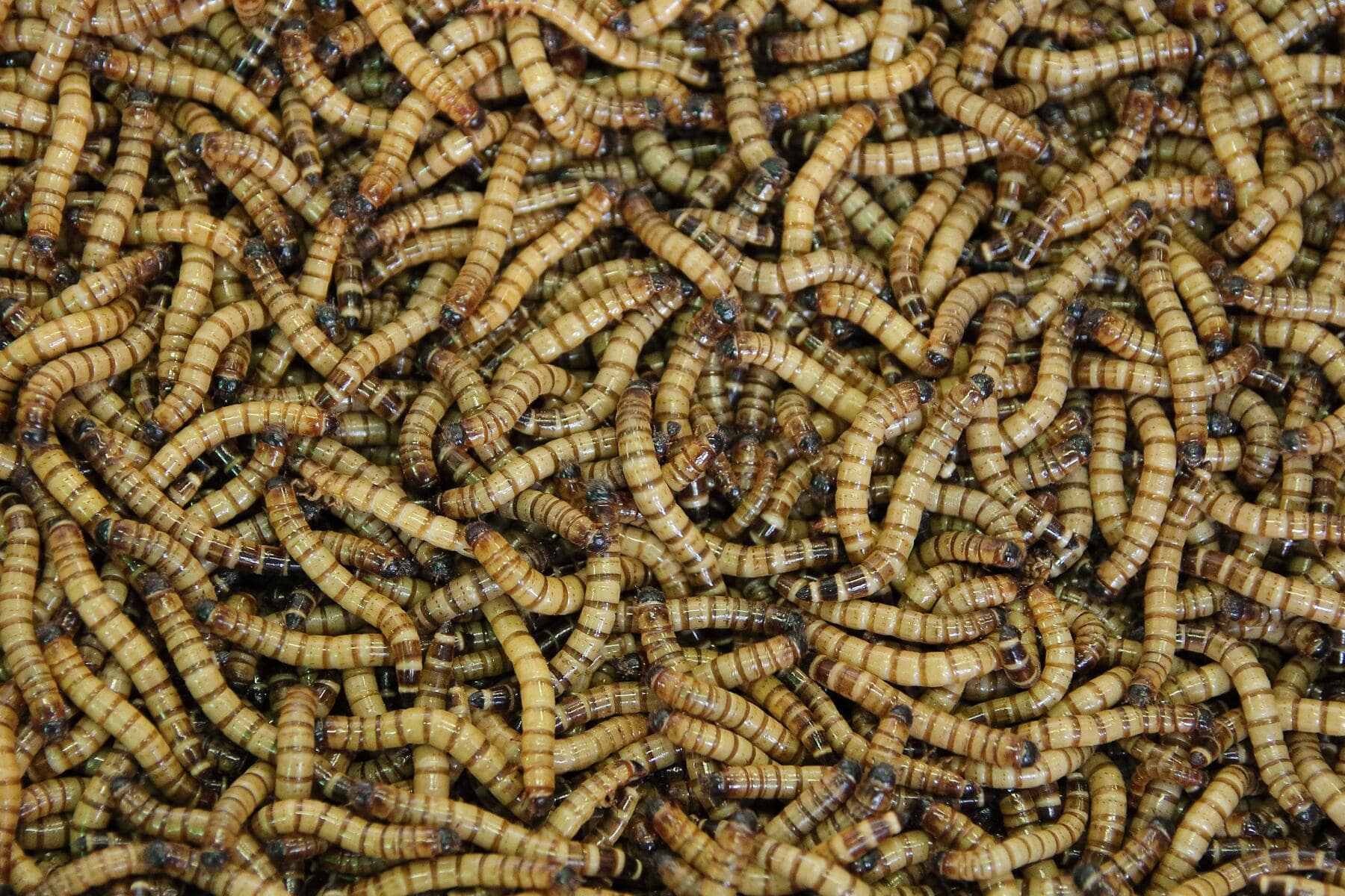 This Flight From Hell Had Maggots Falling on Passengers