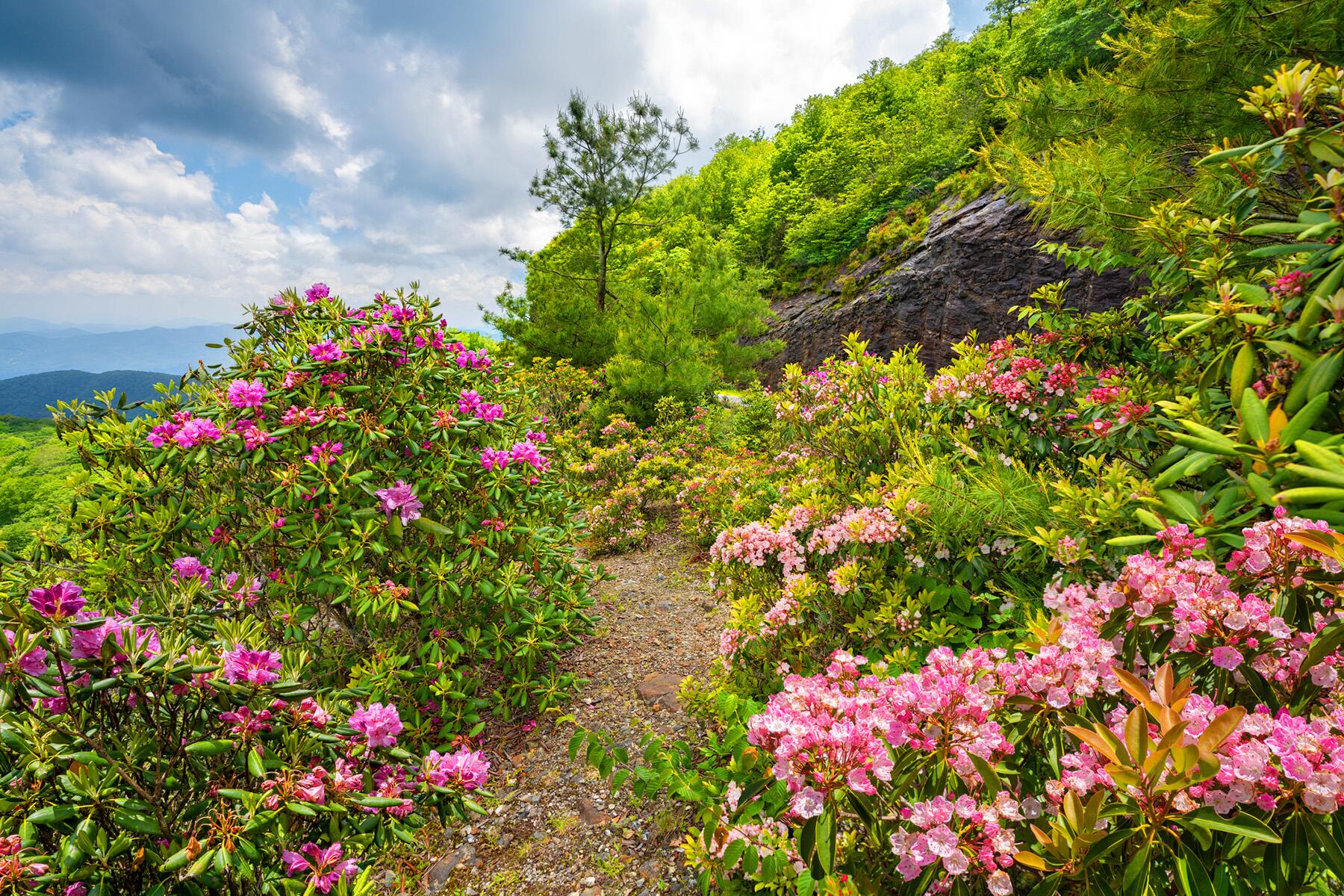 How to Follow the Spring Wildflowers From Georgia to Maine