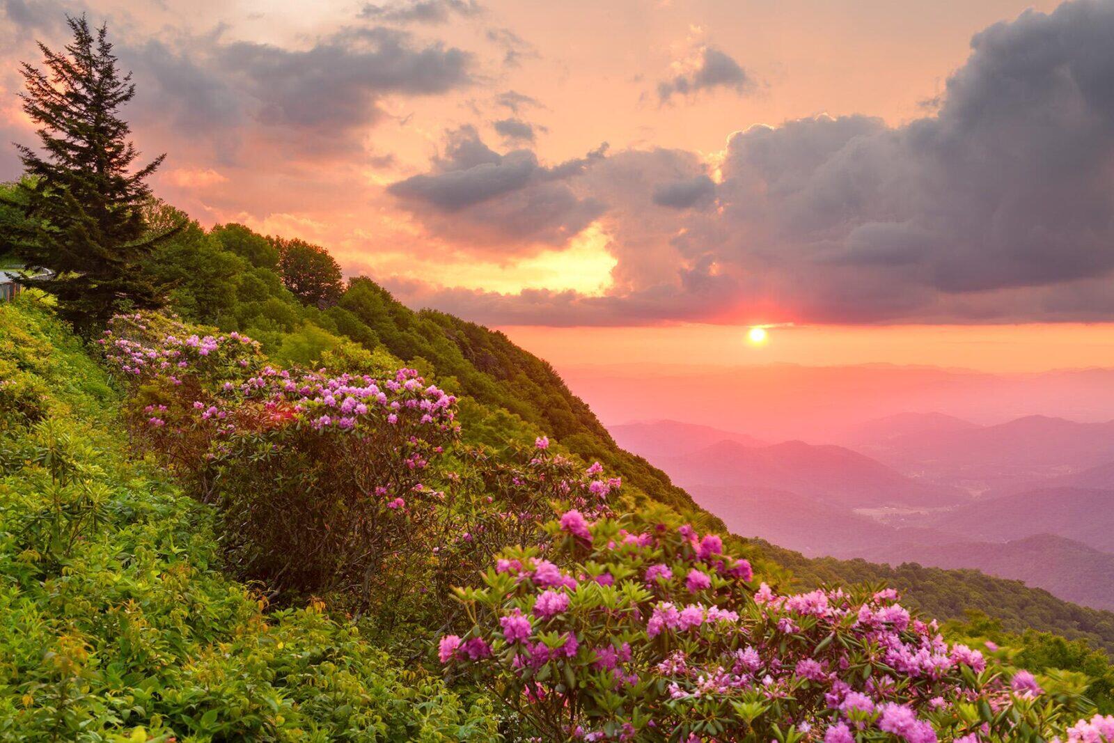 How to Follow the Spring Wildflowers From Georgia to Maine
