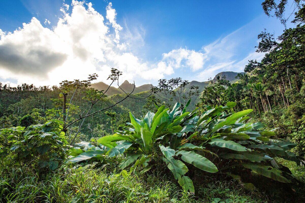 Visit This Puerto Rican Rainforest Instead of Costa Rica