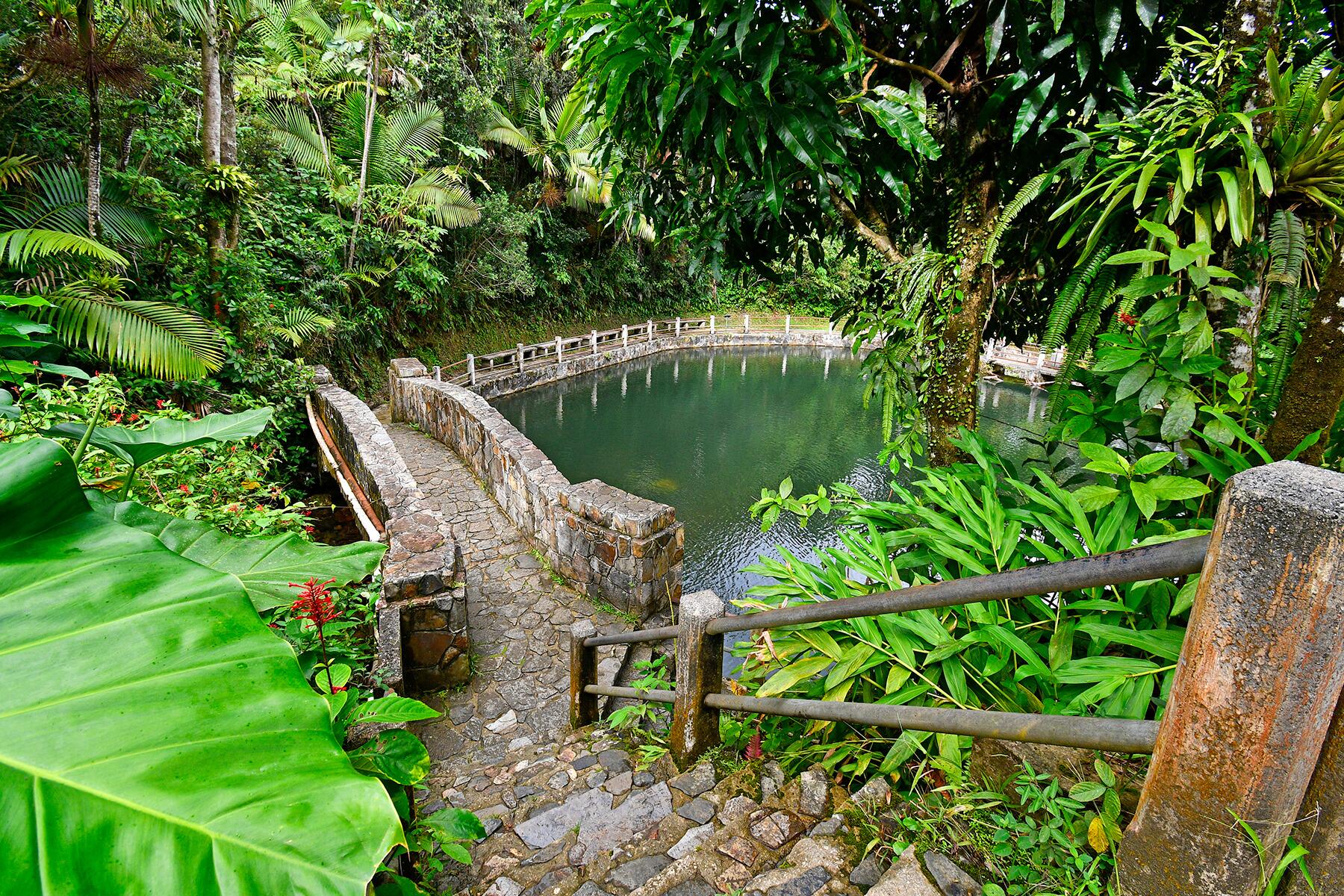 Visit This Puerto Rican Rainforest Instead of Costa Rica
