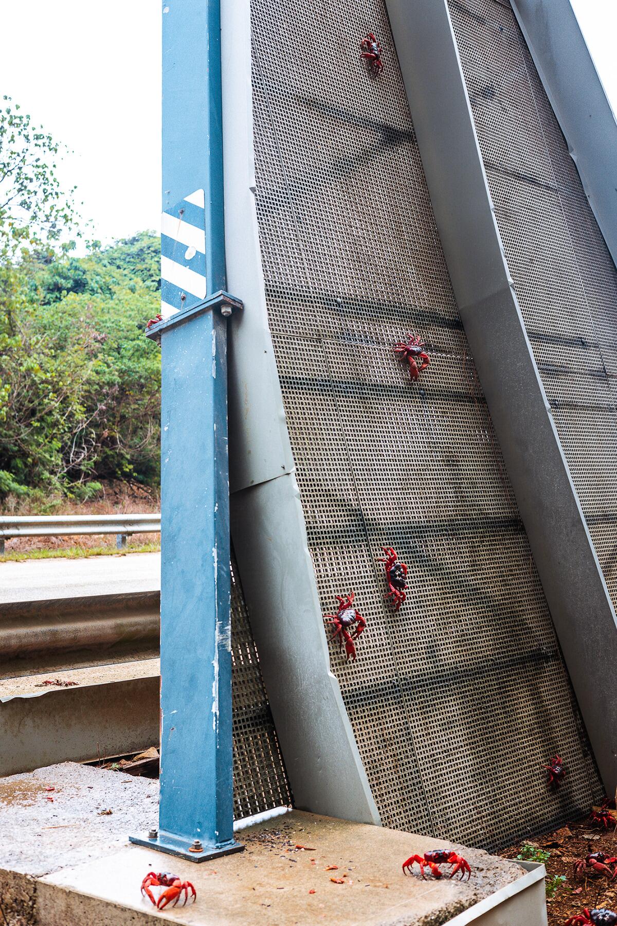 The World’s Most Special Wildlife Crossings