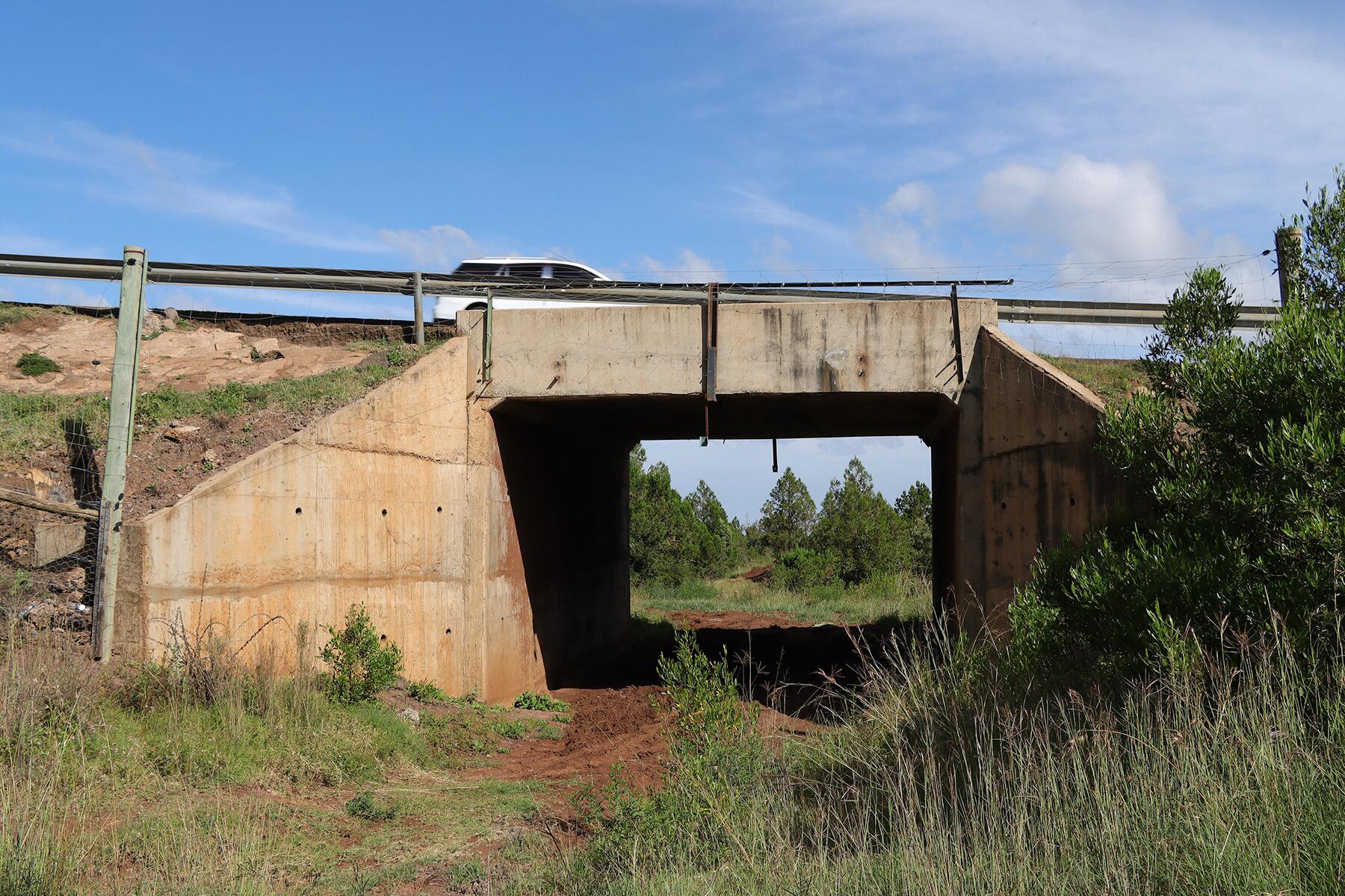 The World’s Most Special Wildlife Crossings