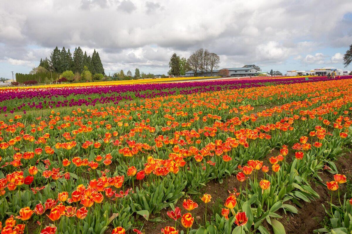 When Is the Best Time to Visit Portland, Oregon?