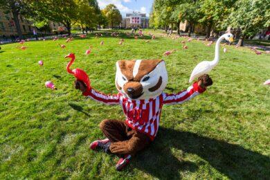 Why You'll Find Pink Flamingos All Over Madison, Wisconsin