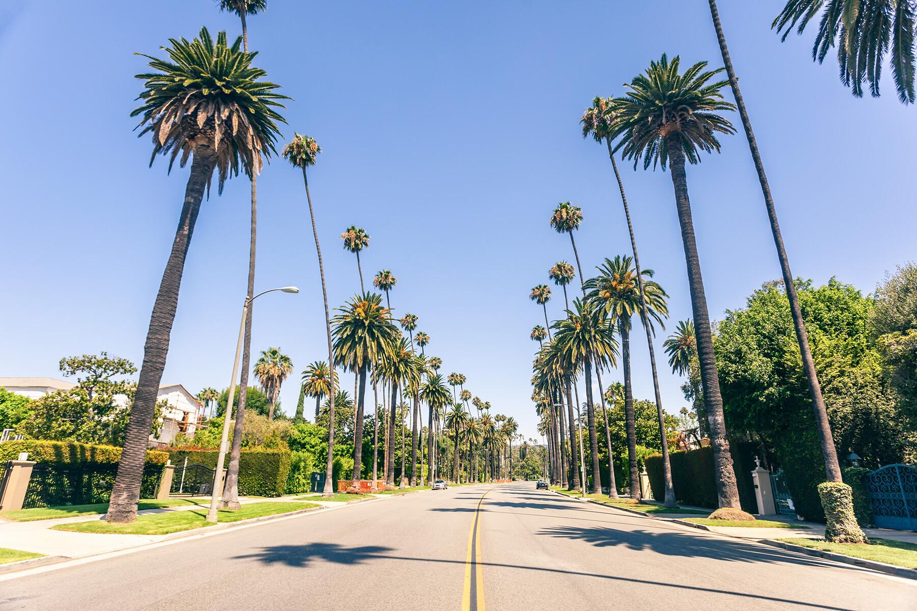 Why California's Iconic Palm Trees Are Dying—and What It Means for the ...