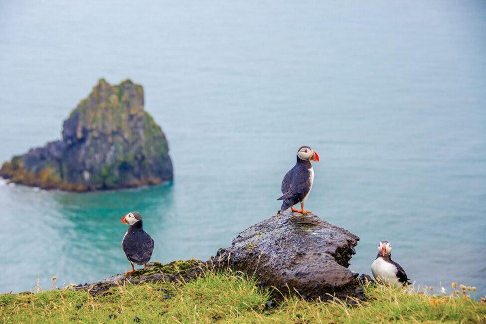 On Iceland’s Westman Islands, People Help Puffins in a Unique Way