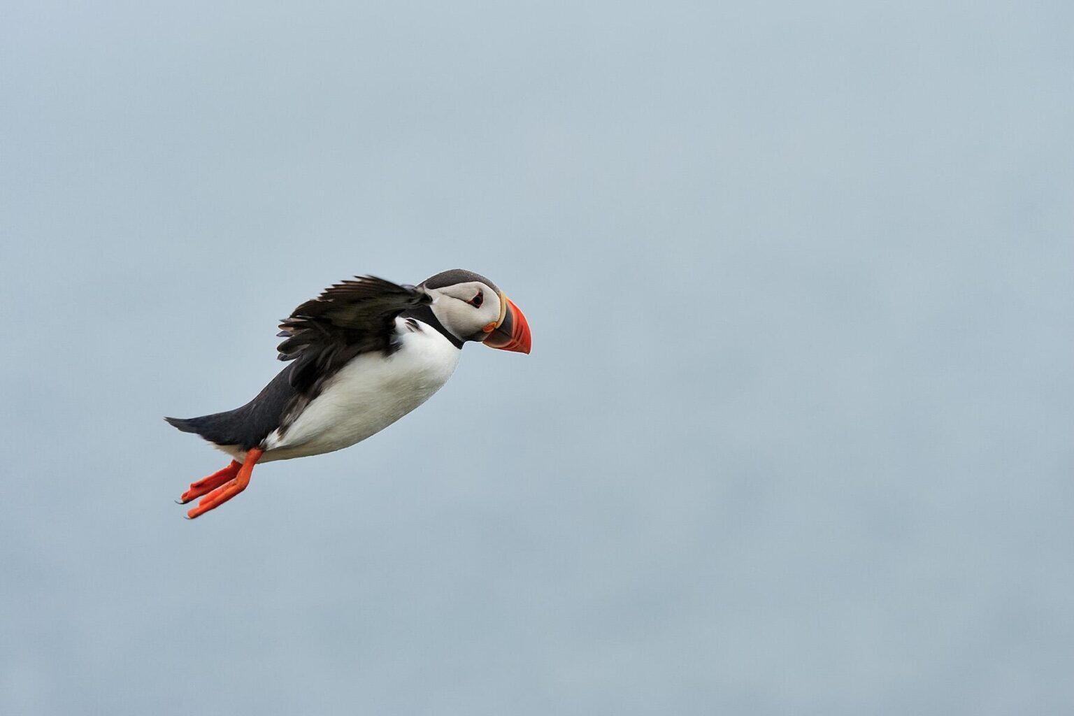 On Iceland’s Westman Islands, People Help Puffins in a Unique Way