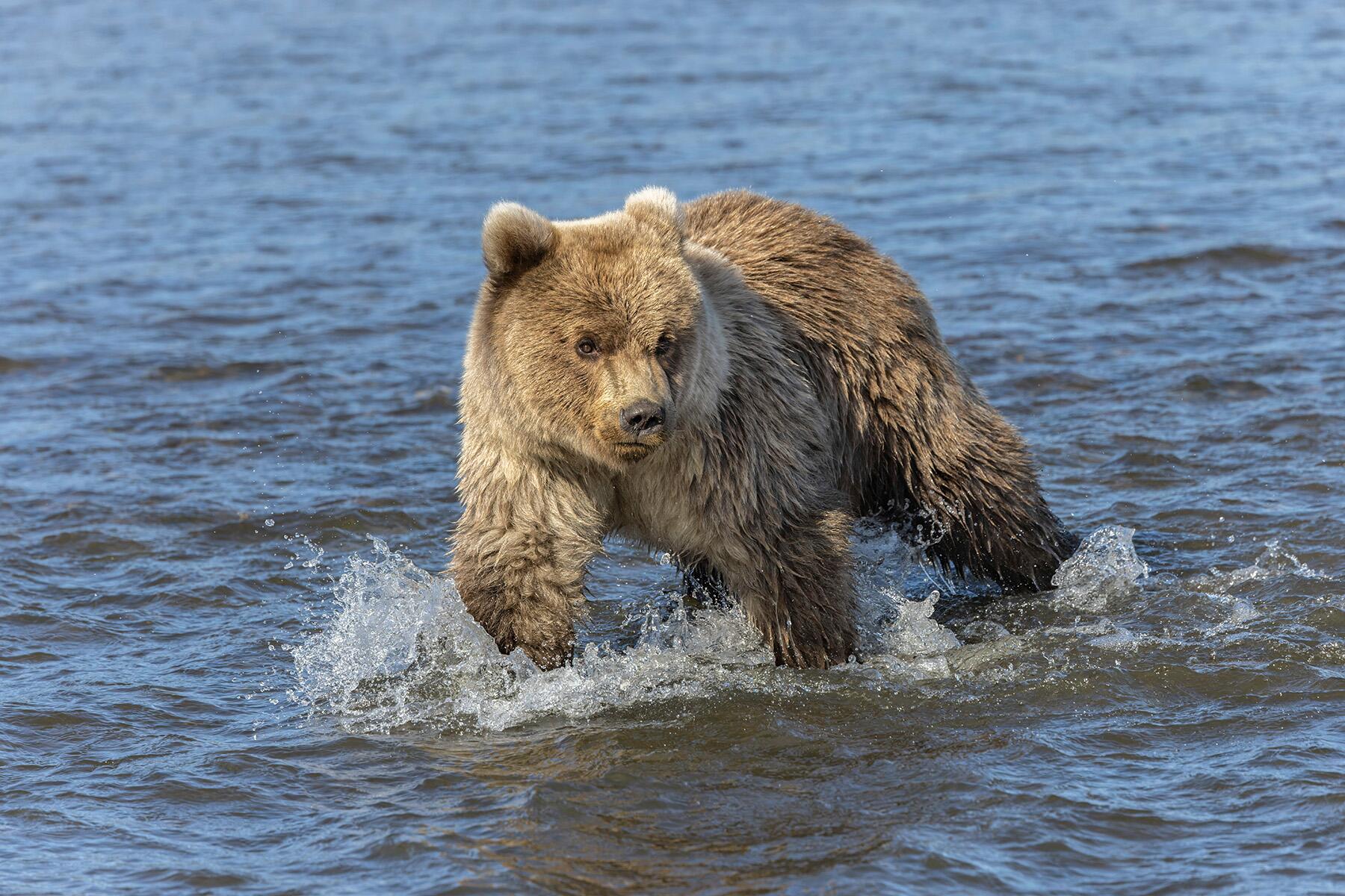 Fat Bear Week 2024: Celebrating & Protecting Katmai's Brown Bears