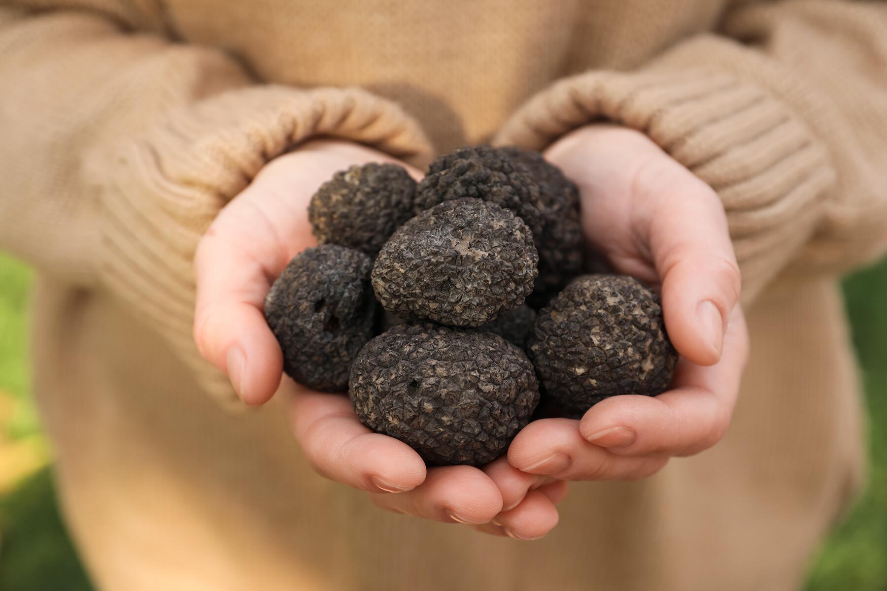 Places to Go Truffle Hunting in the United States