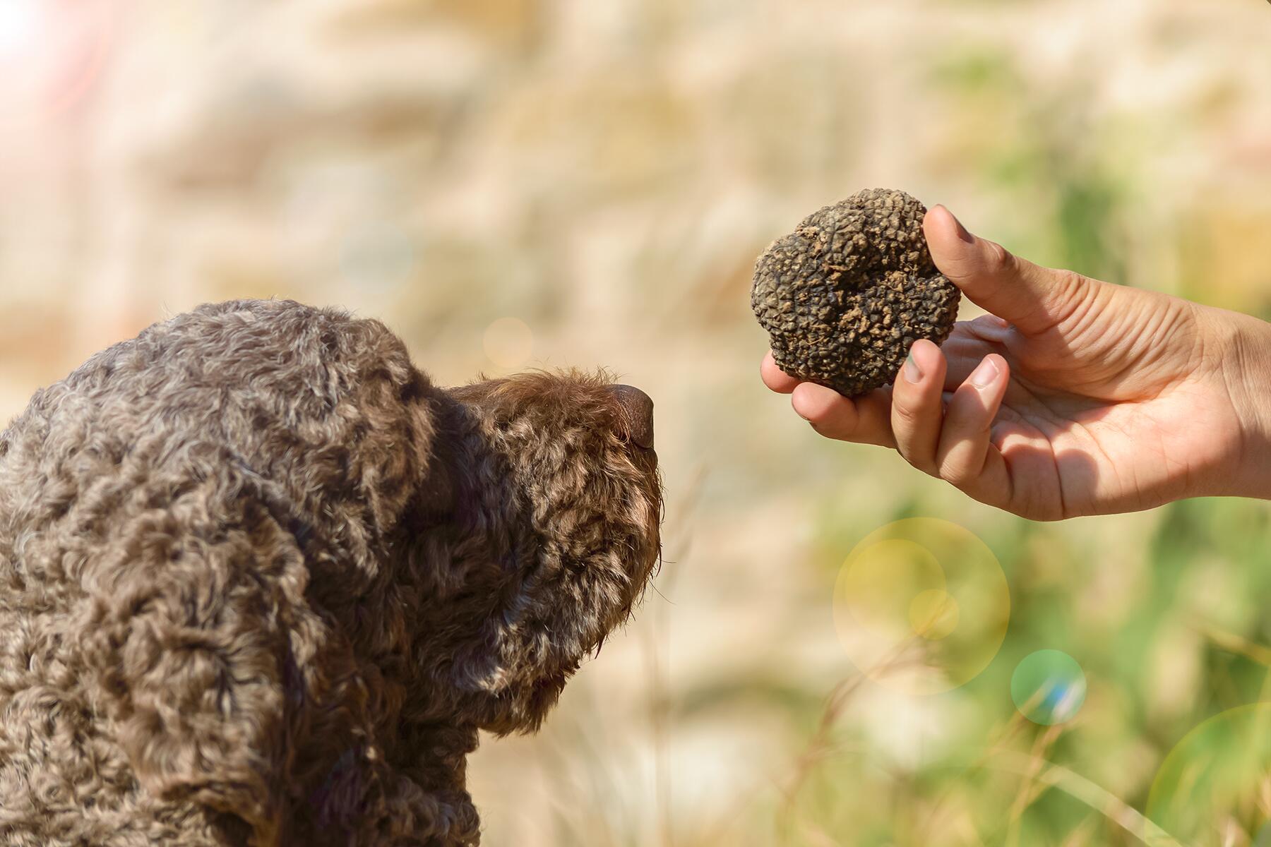 Places to Go Truffle Hunting in the United States