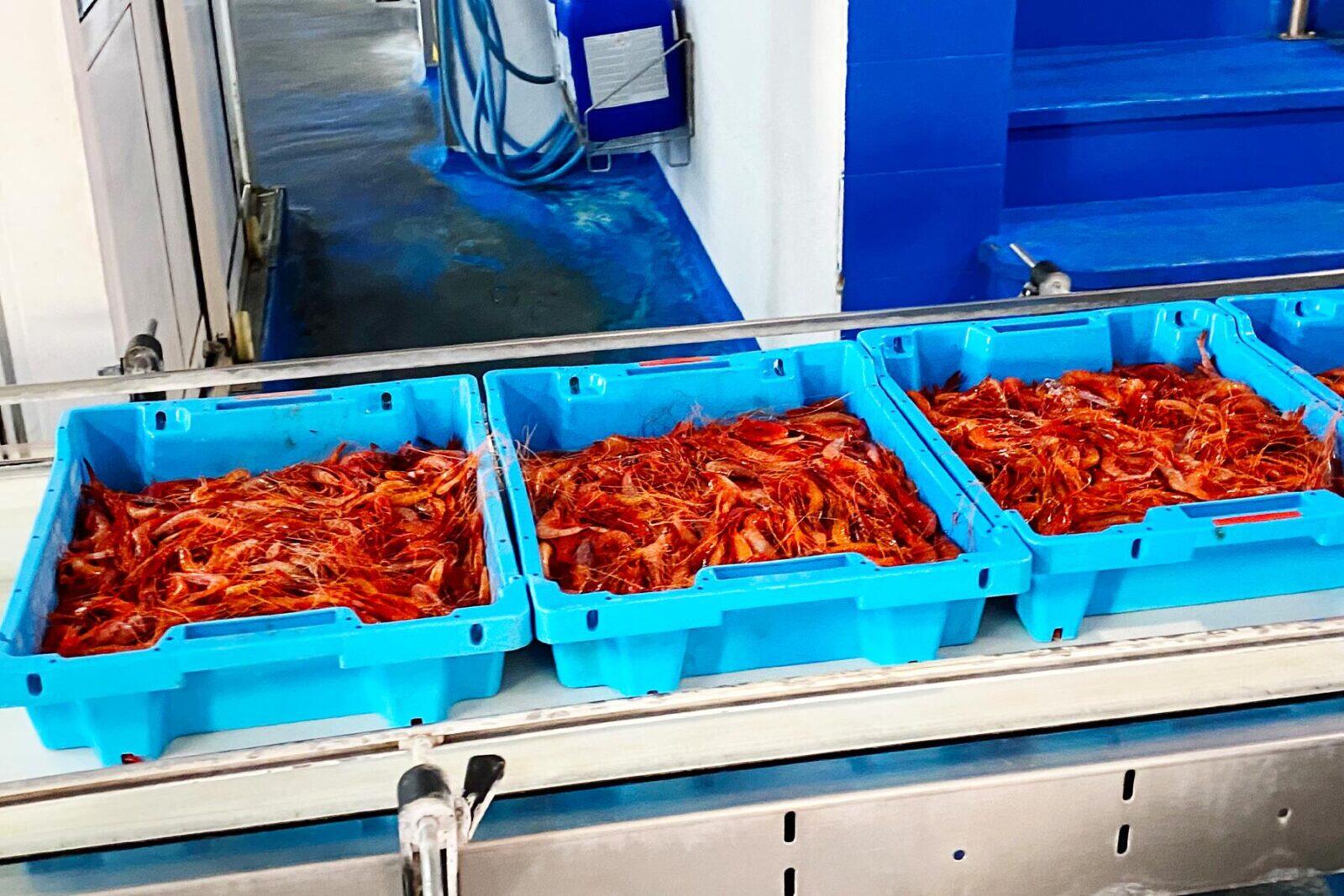 In Spain, a Strange Fish Auction Promises the World's Best Shrimp