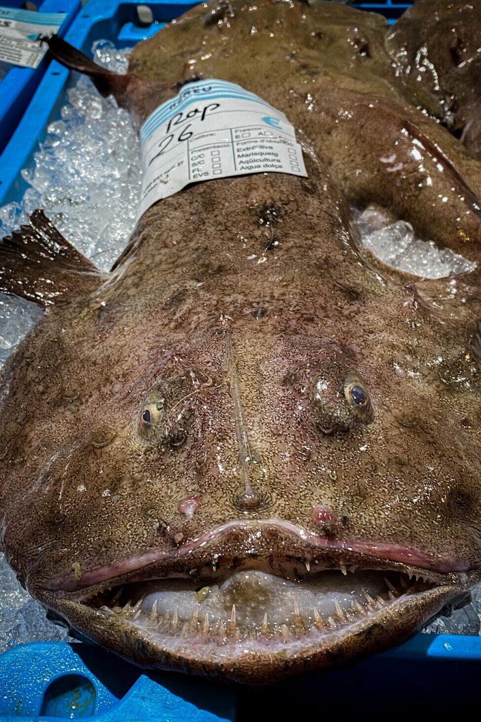 In Spain, a Strange Fish Auction Promises the World's Best Shrimp