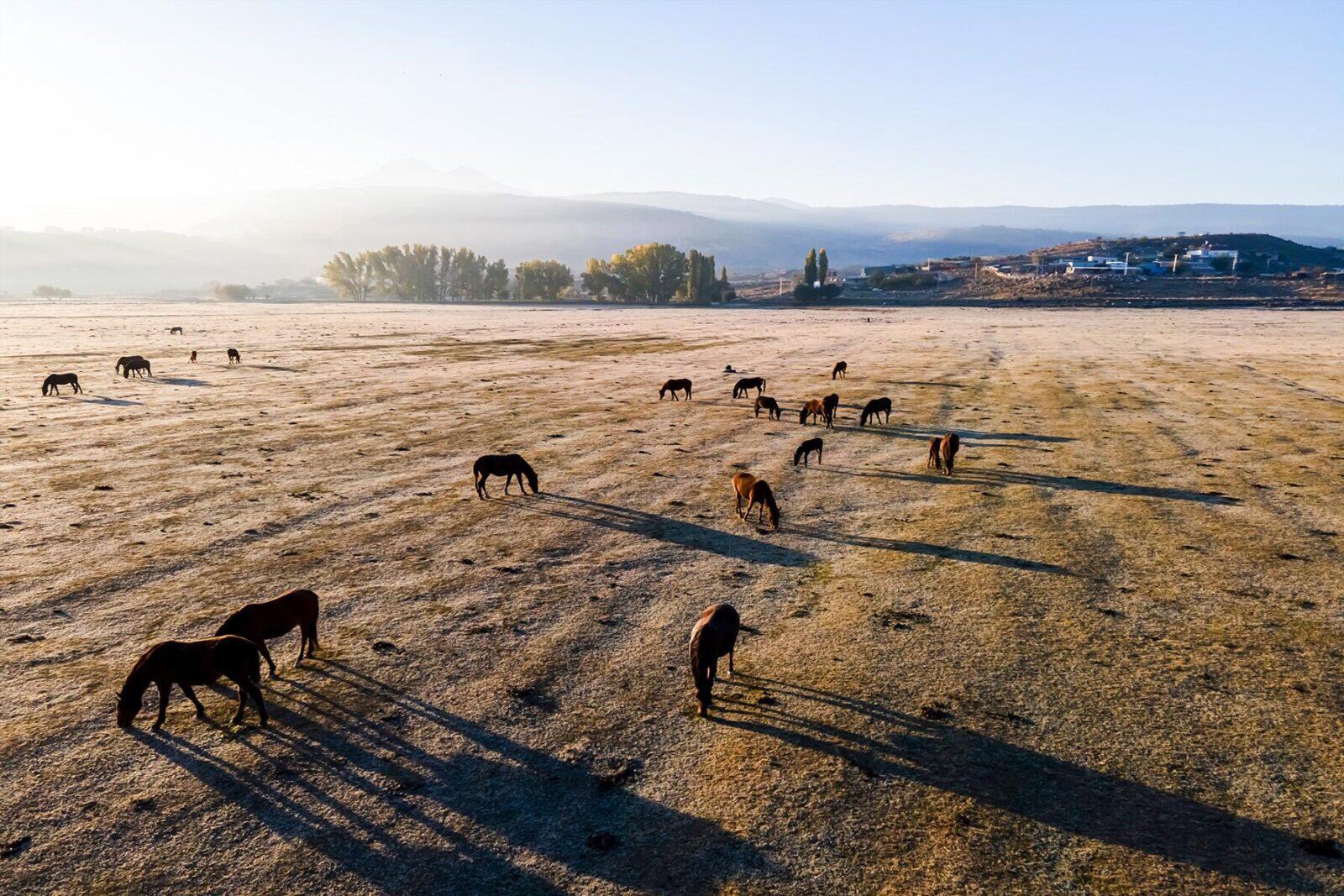 Discover North America's Wild Horses: Unique Habitats and Conservation ...