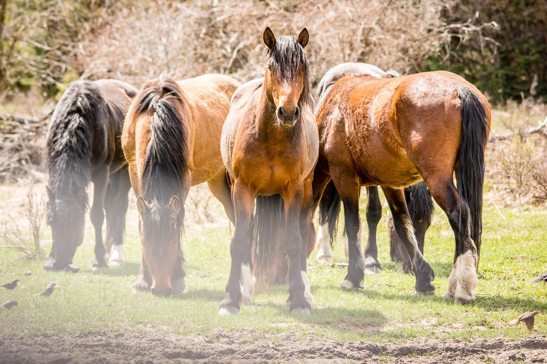 Discover North America's Wild Horses: Unique Habitats and Conservation ...