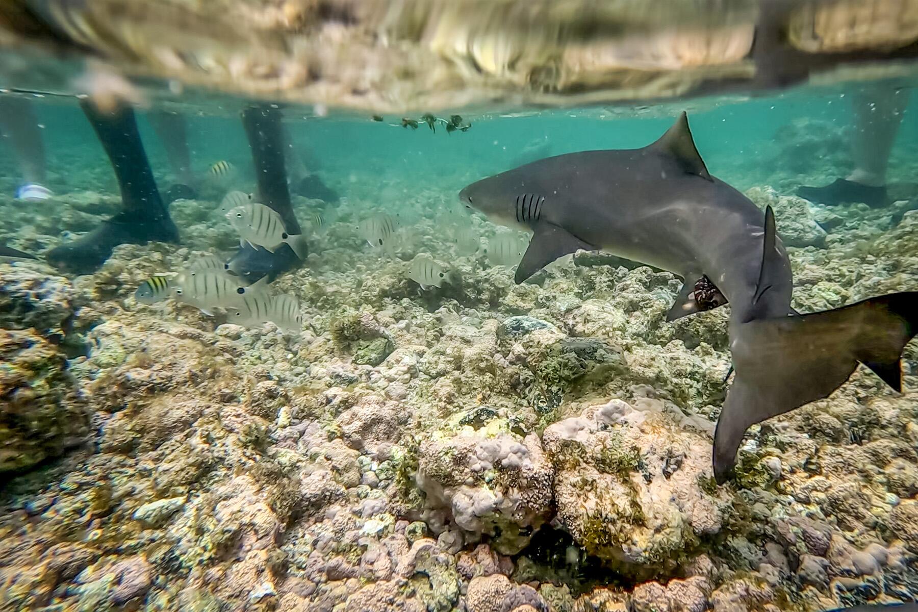 What to Do If You See a Shark: Safety Tips From Experts