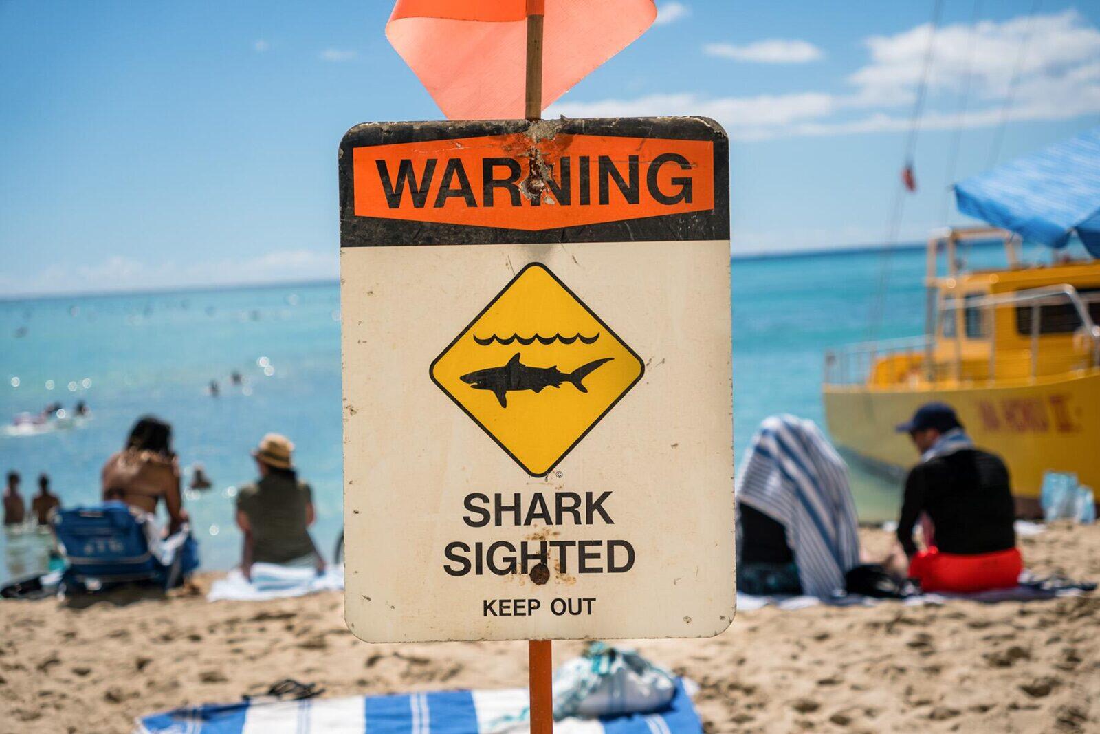 What to Do If You See a Shark: Safety Tips From Experts