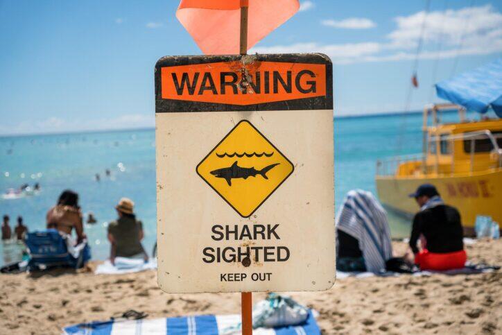 What to Do If You See a Shark: Safety Tips From Experts