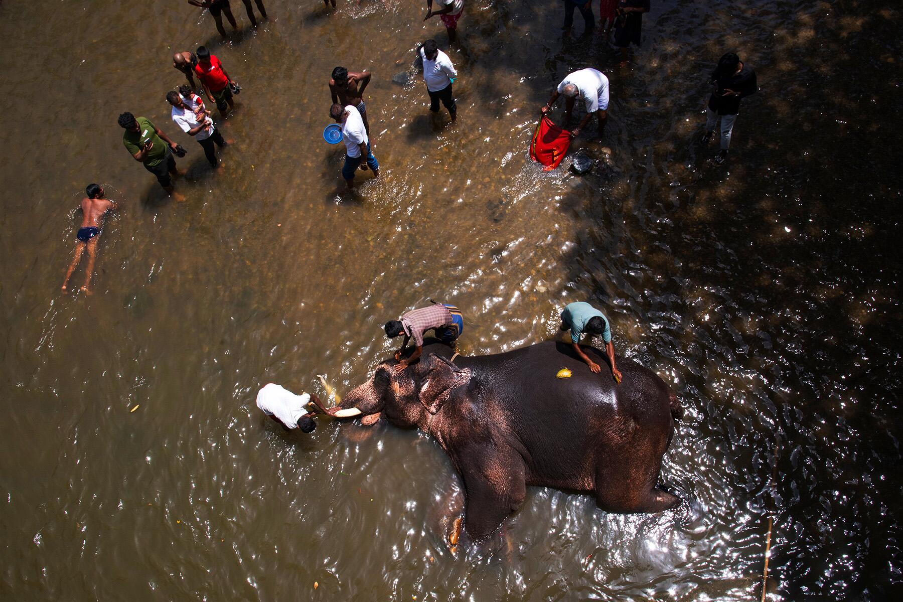 It’s Time to Ban Harmful Elephant Tourism | Why Travel Companies Are ...