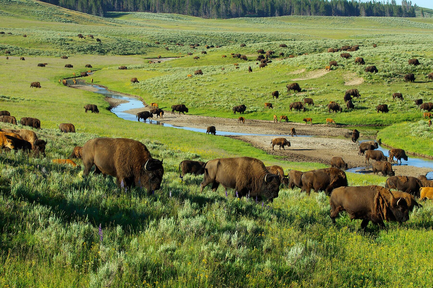 Important Things to Know Before Visiting Yellowstone National Park